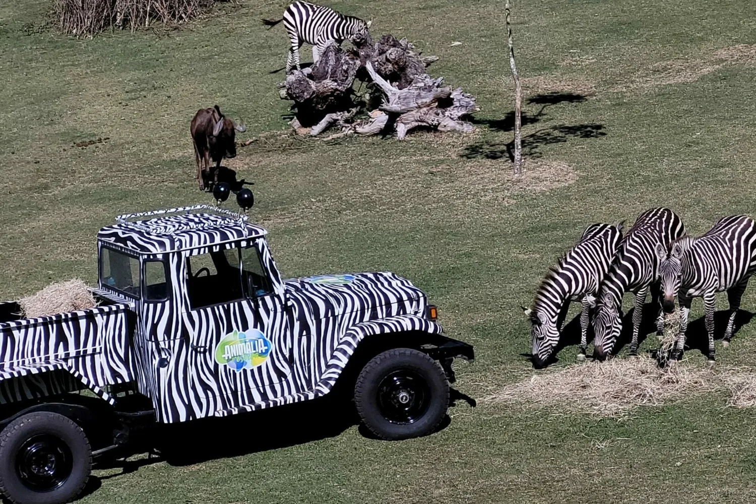 Animália Park: Guia Absolutamente Completo - Pacote Barato